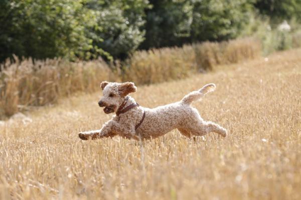 Labradoodle Steckbrief - Hundehaftpflicht | CHECK24