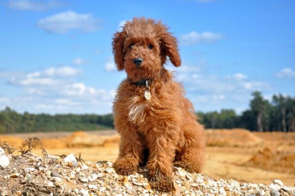 Labradoodle Steckbrief - Hundehaftpflicht | CHECK24